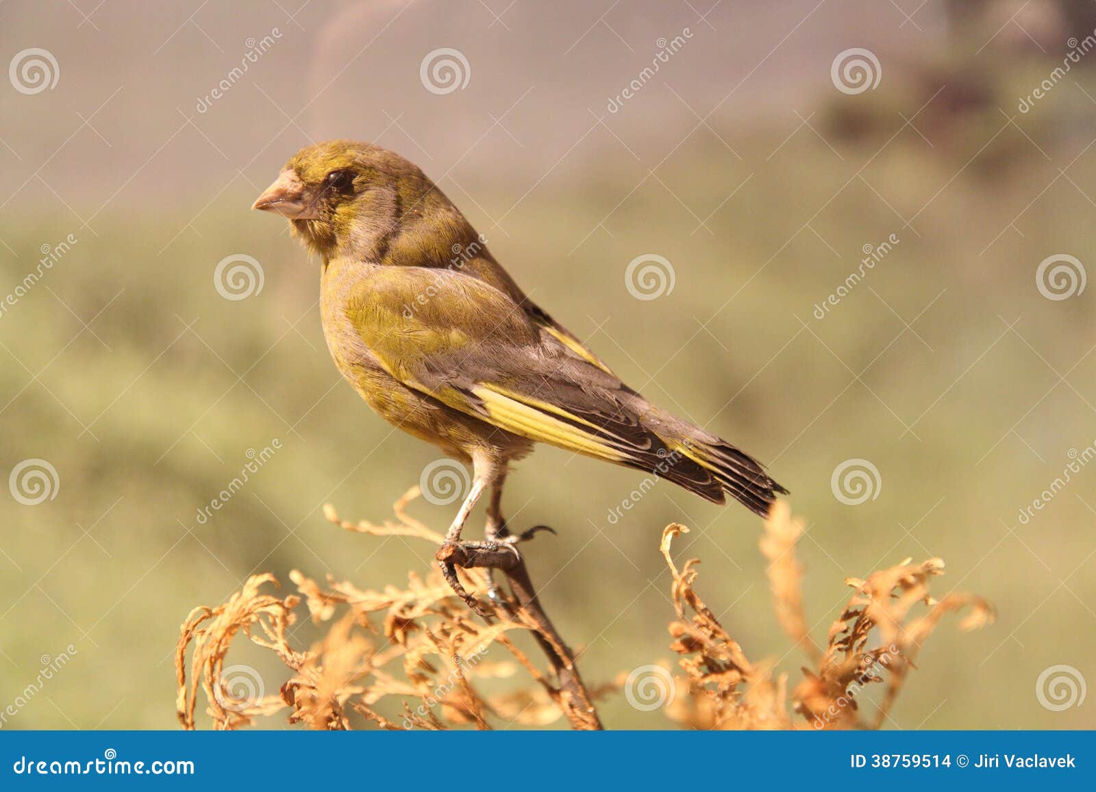 Small sparrow bird stock photo. Image of male, animalvertebrate - 38759514