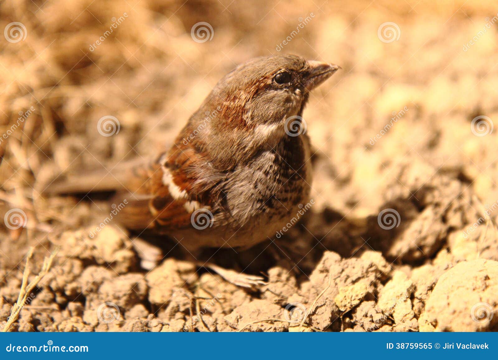 Small sparrow bird stock image. Image of passer, small - 38759565