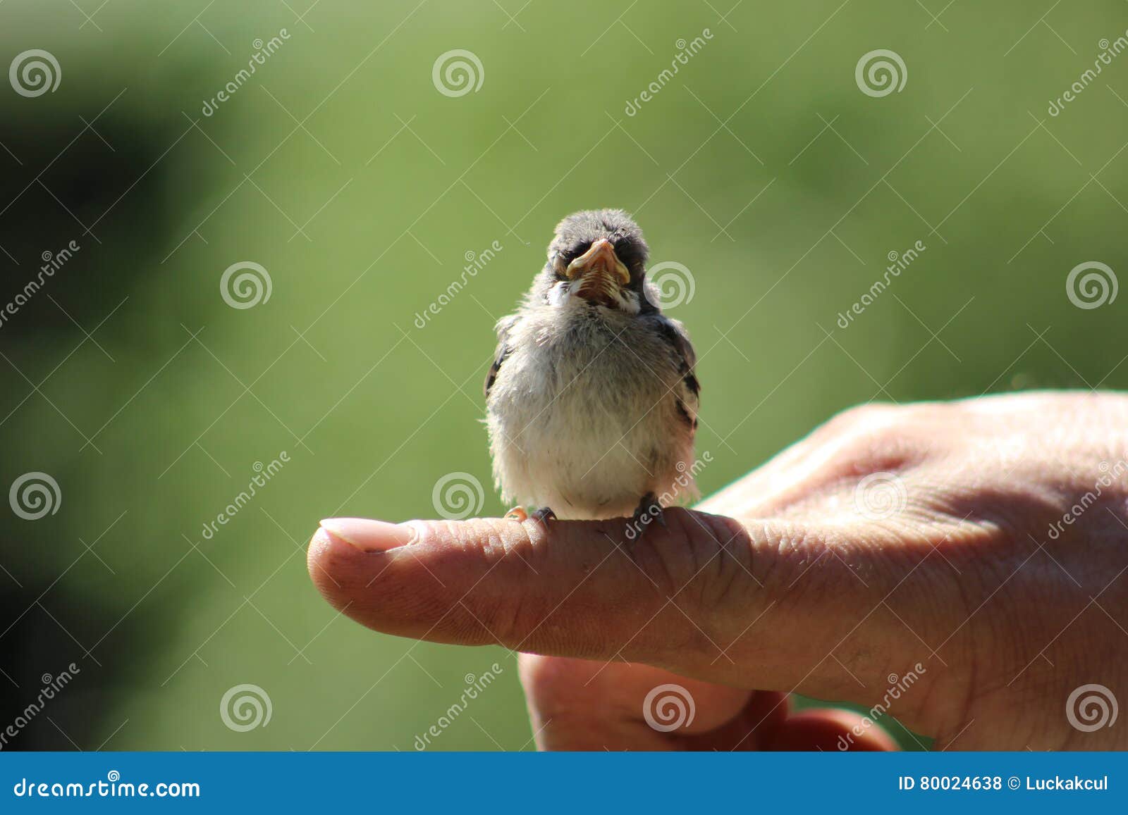 Small sparrow on finger stock photo. Image of wing, station - 80024638