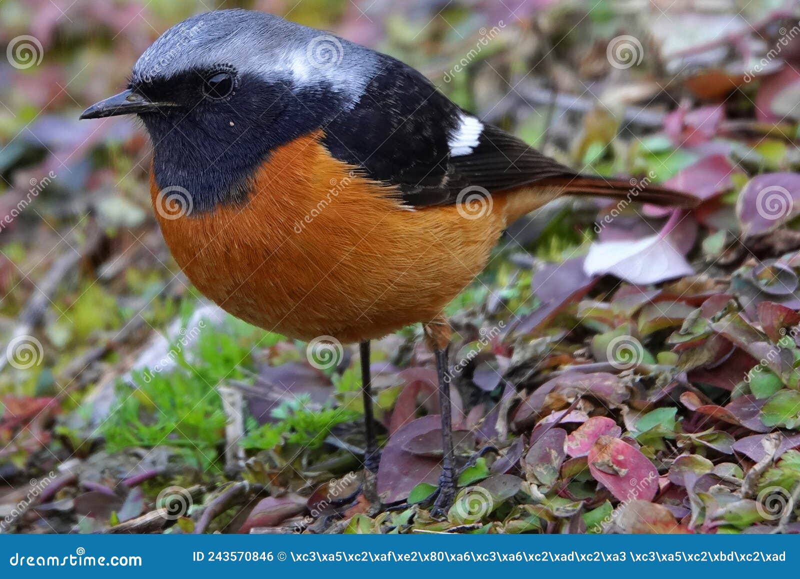 Small sparrow or Robin stock photo. Image of autumn - 243570846