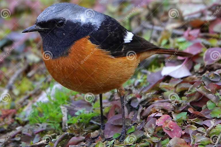 Small sparrow or Robin stock photo. Image of autumn - 243570846
