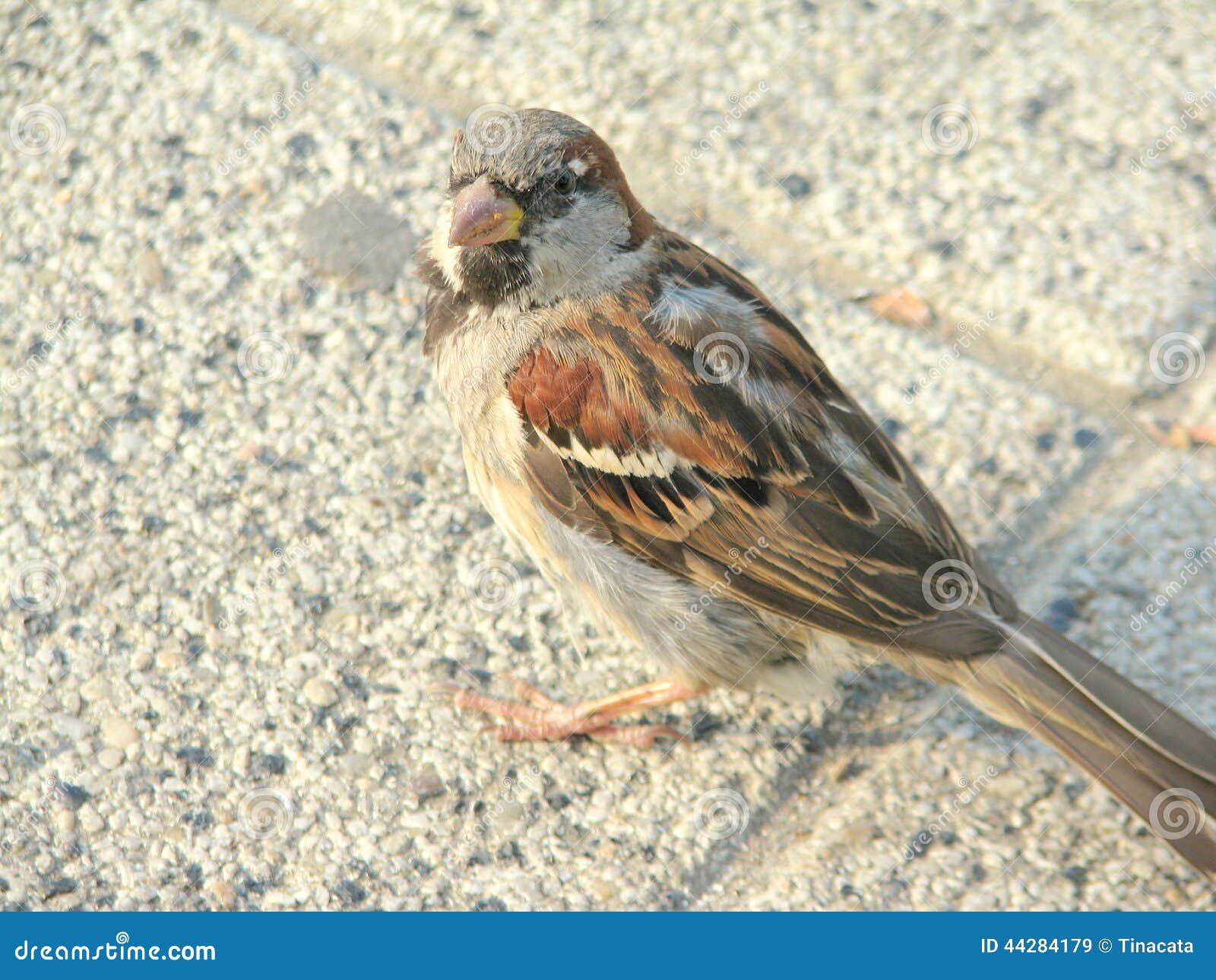 Small Sparrow stock image. Image of avian, beak, adorable - 44284179
