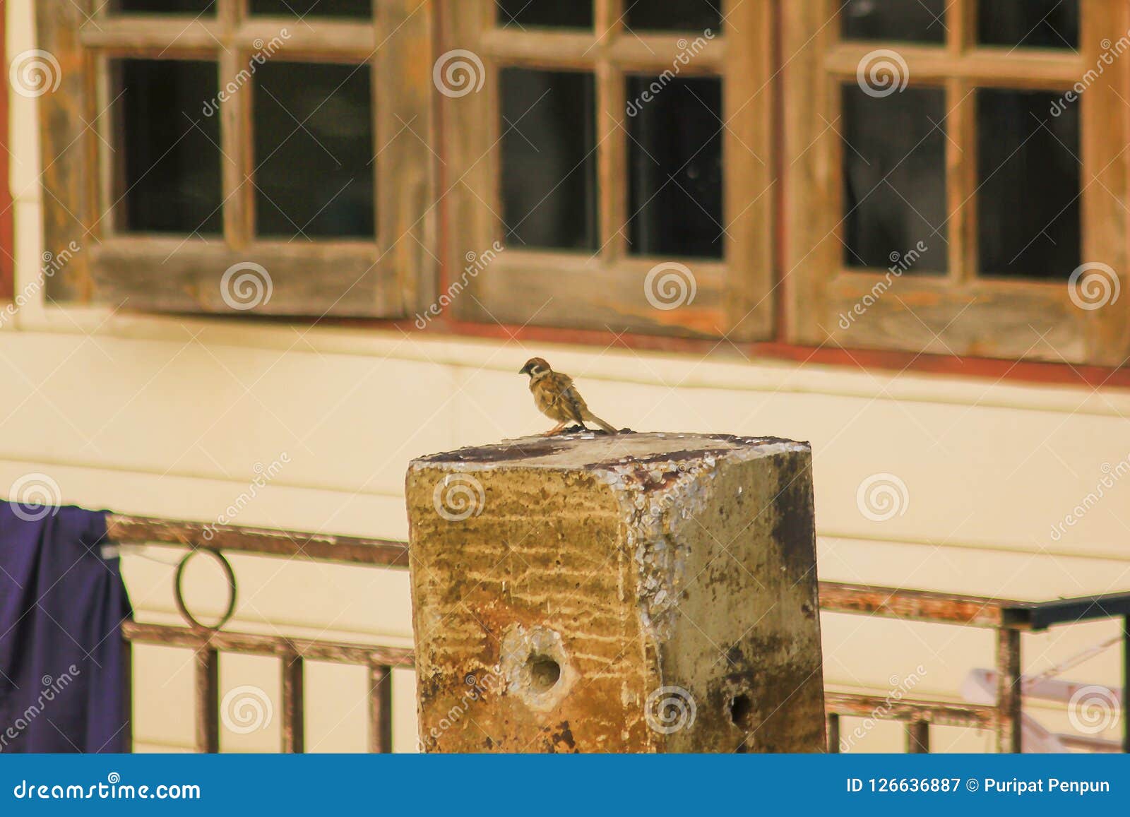 Sparrow Stands at the End of the Concrete Pole Stock Image - Image of ...