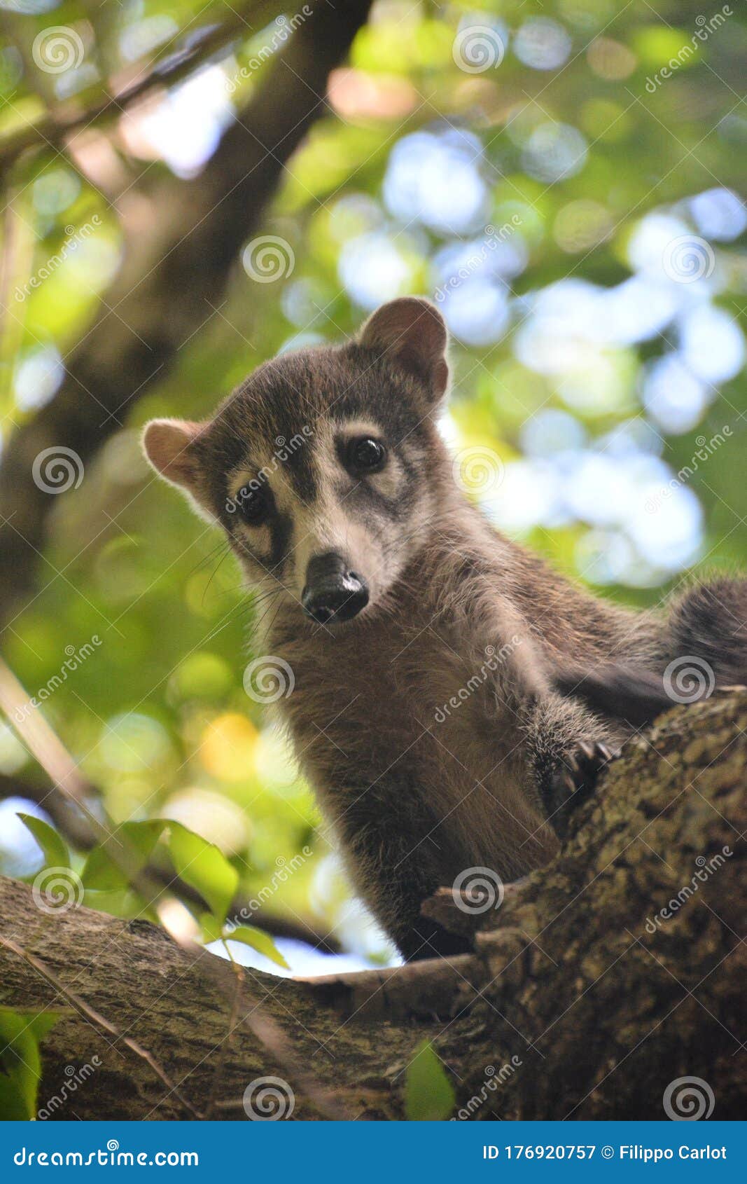 Small Specimen of Coati Climbs Trees 5 Stock Image - Image of coati ...