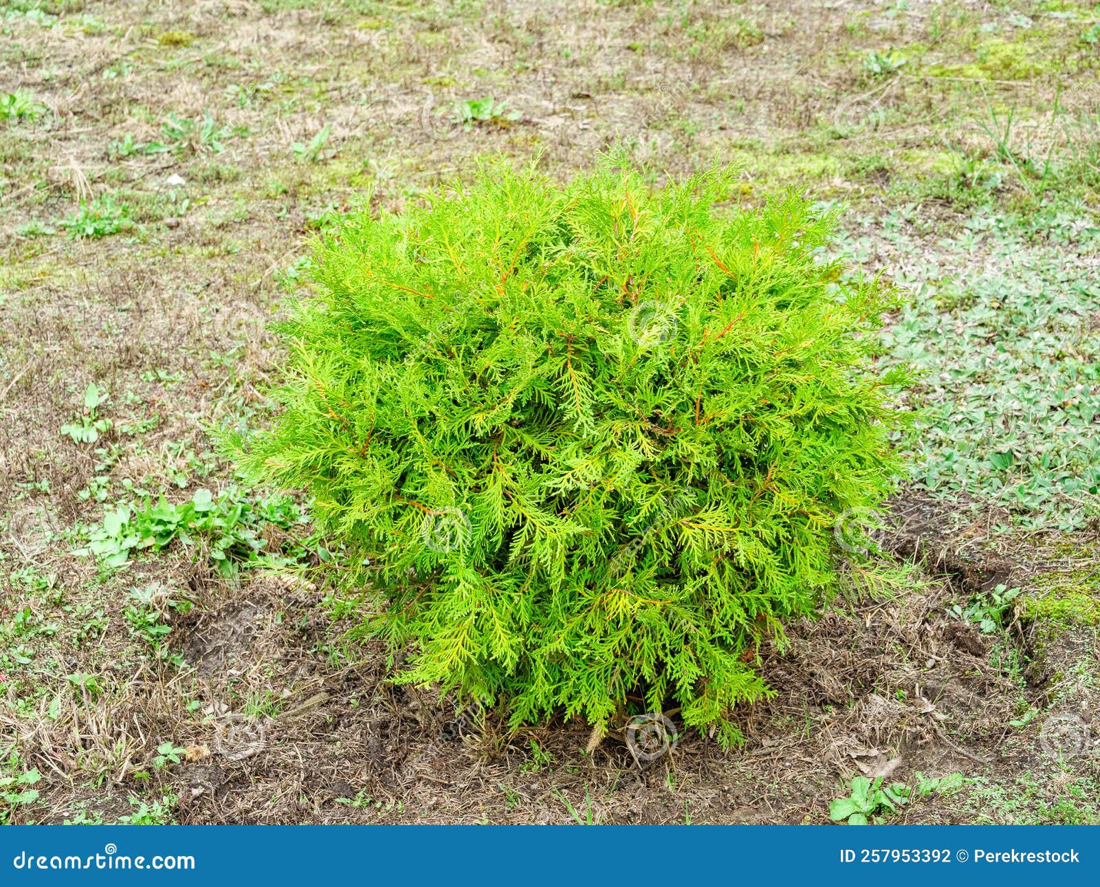 Small Spherical Thuja in the Grass on the Lawn Stock Photo - Image of ...