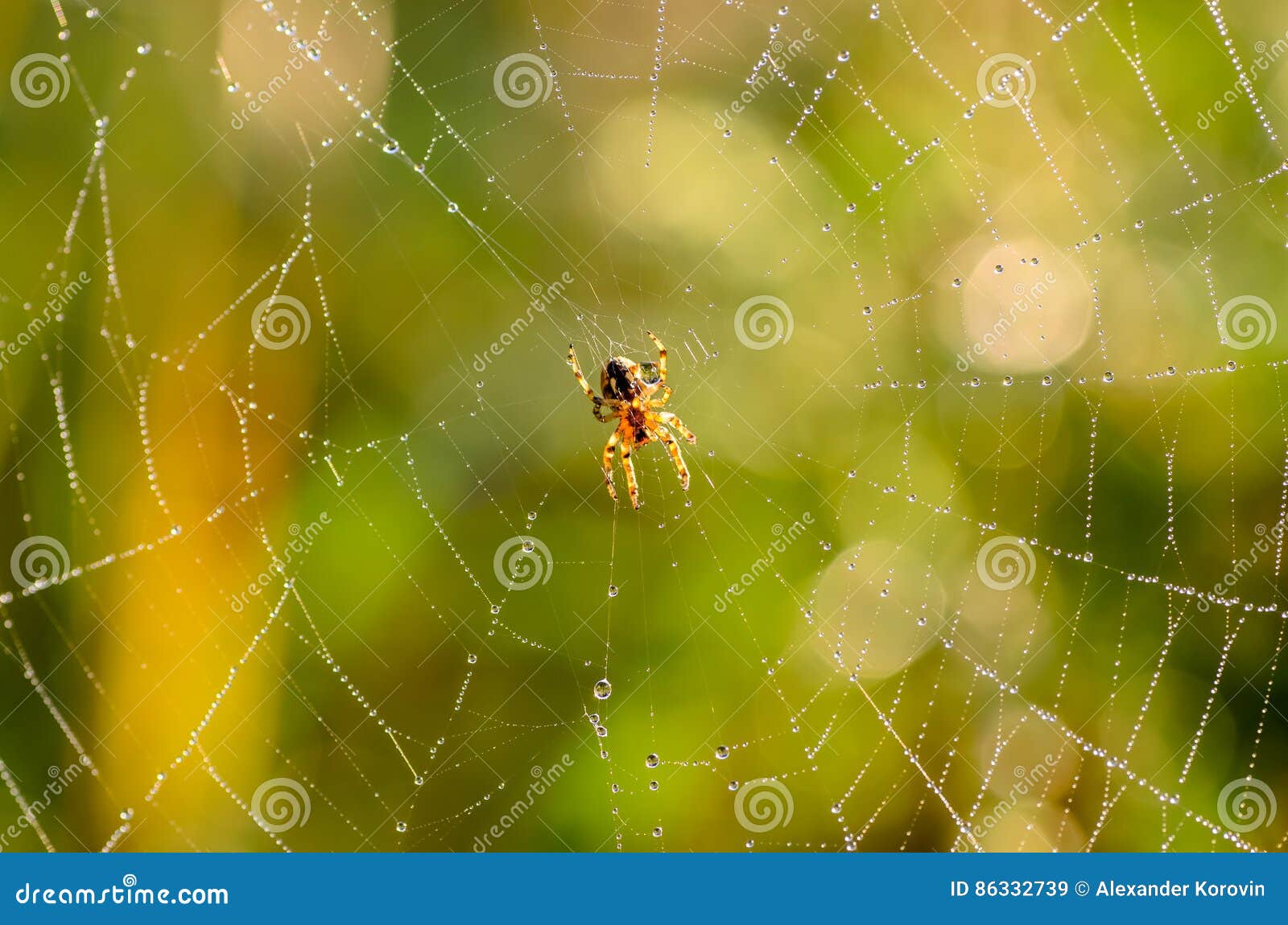 Small Spider Araneus at the Center of Its Web Stock Image - Image of ...