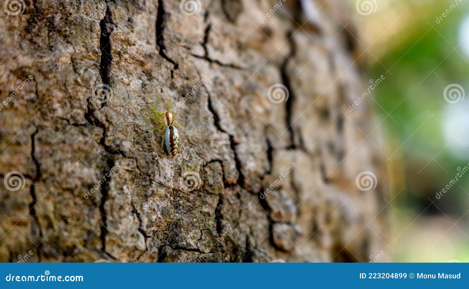 Small Spider on the Bark of the Tree. Stock Image - Image of natural ...