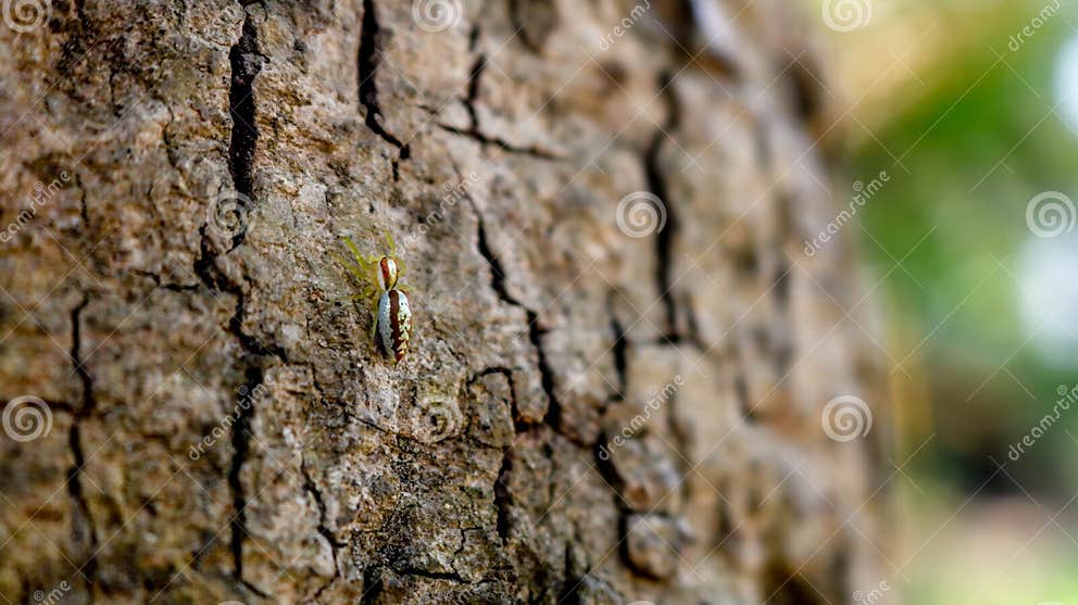 Small Spider on the Bark of the Tree. Stock Image - Image of natural ...