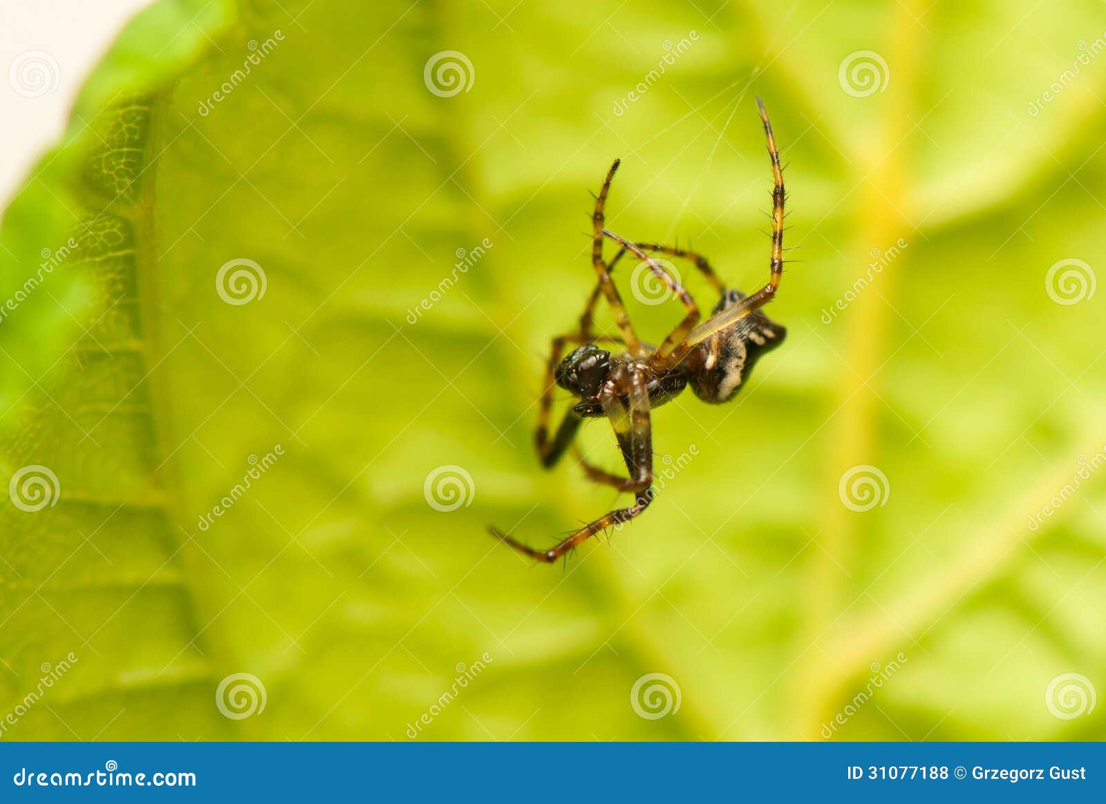 Small spider stock photo. Image of natural, danger, animal - 31077188