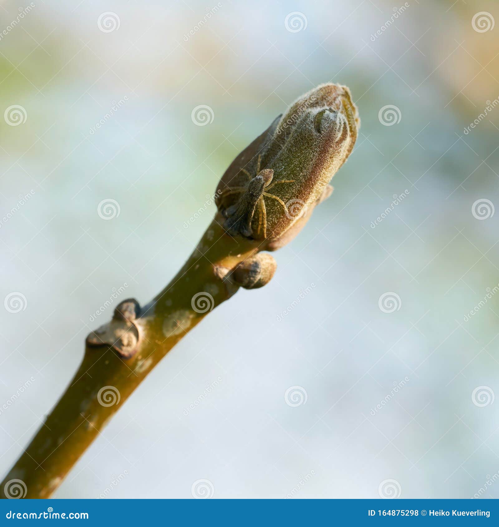 Small Spider on the Bud of an Ash Tree in Spring Stock Photo - Image of ...