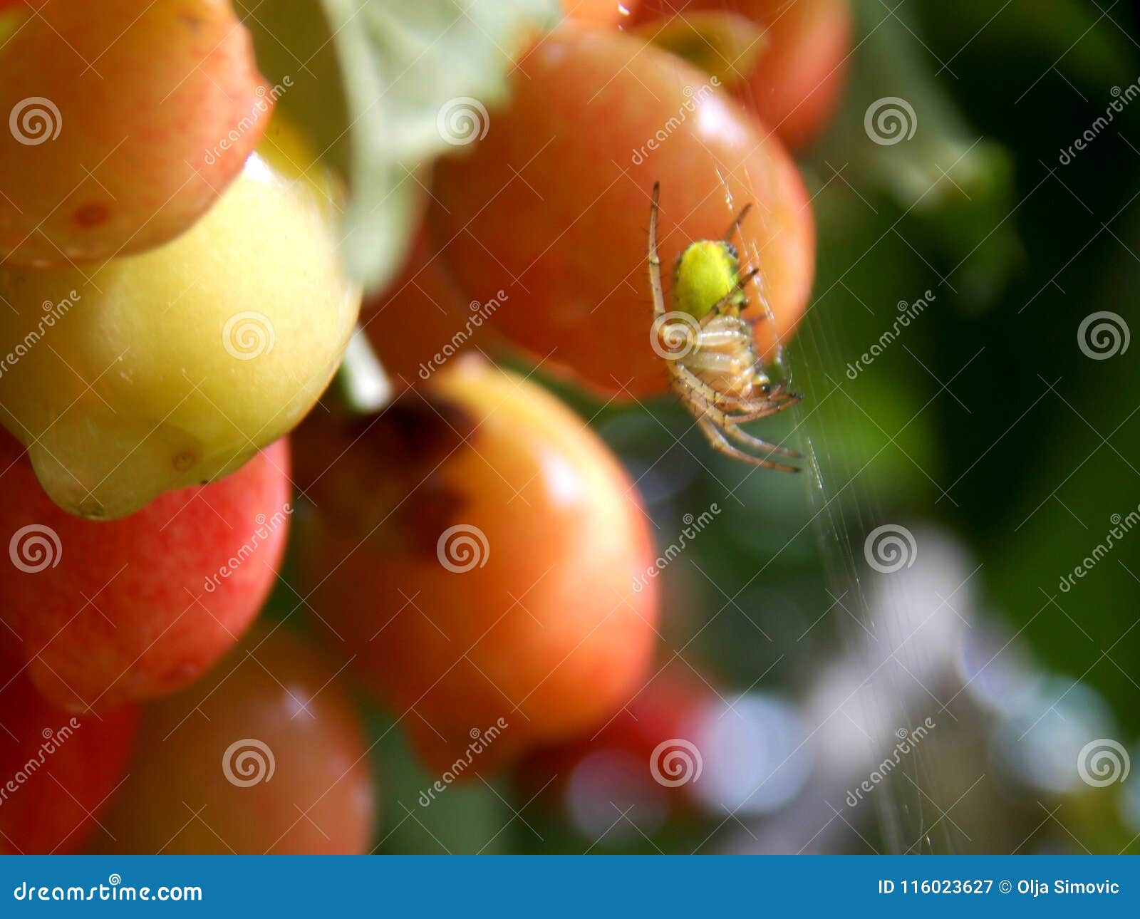 Small spider in cherries stock image. Image of animal - 116023627