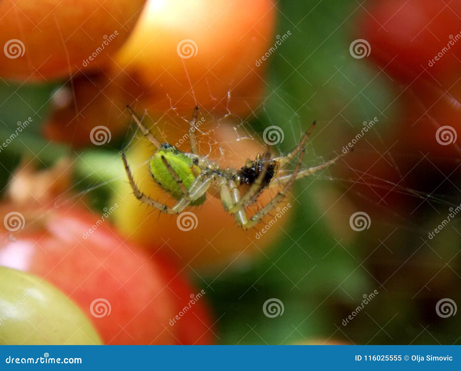 Small spider in cherries stock image. Image of spider - 116025555