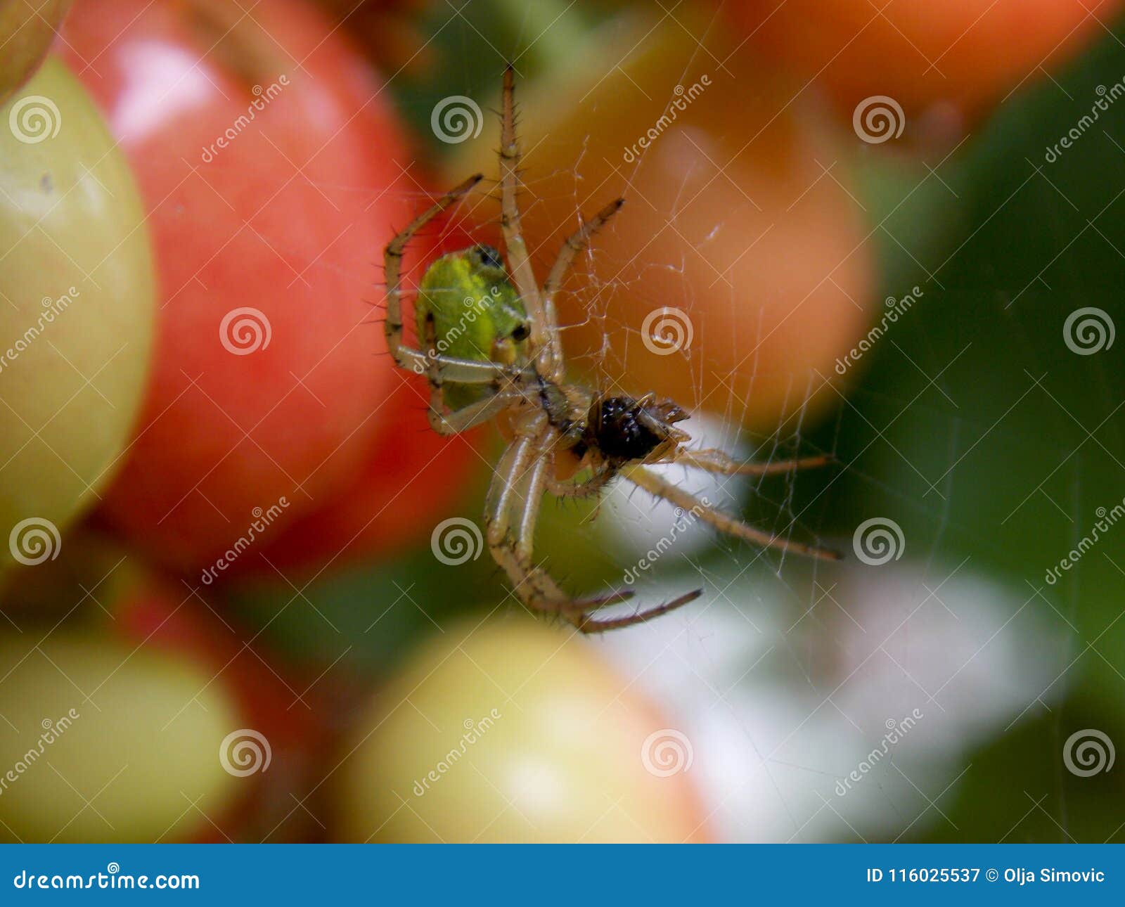 Small spider in cherries stock image. Image of leaf - 116025537