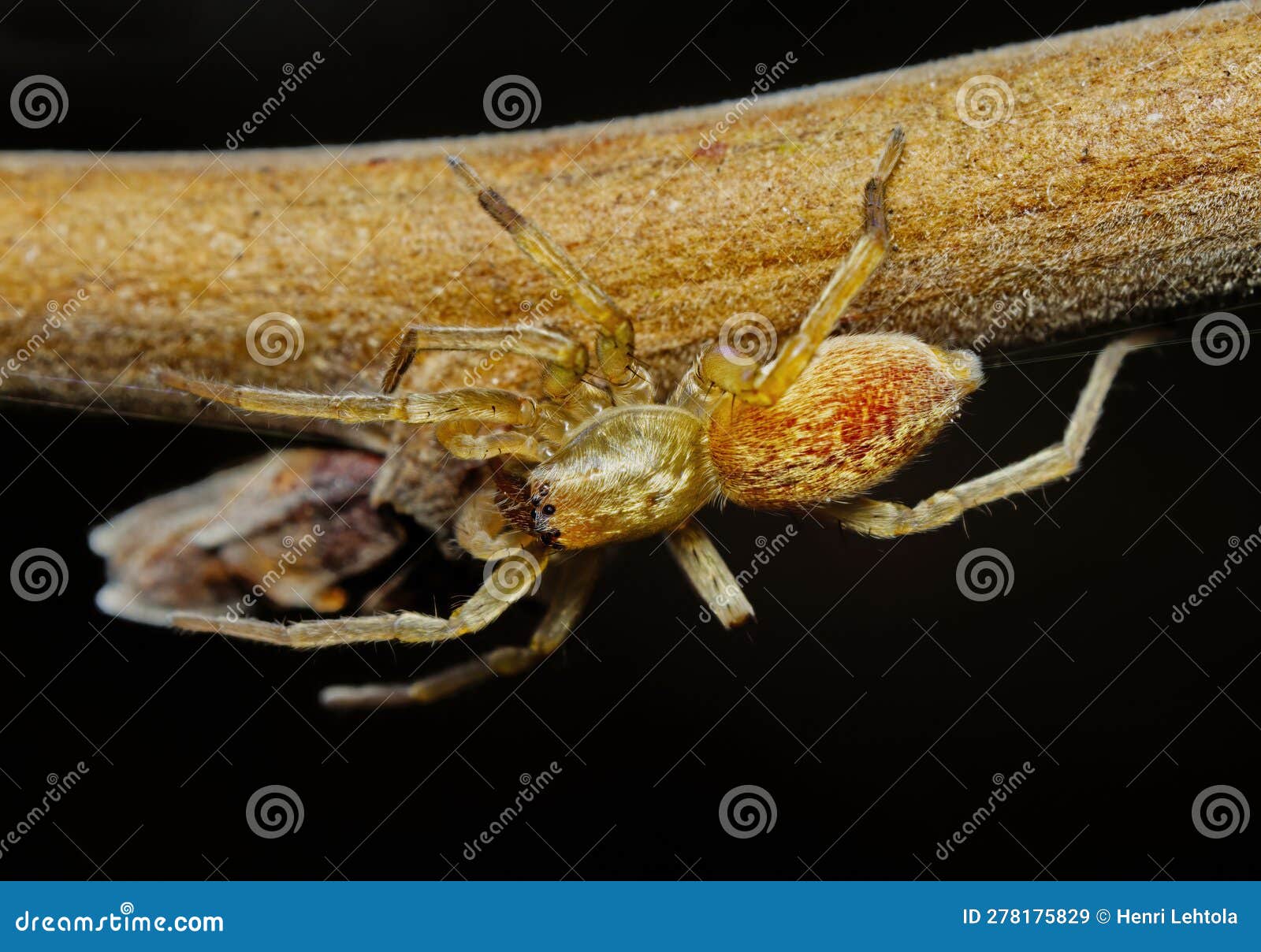 Spider Climbing On Wall. Royalty-Free Stock Image | CartoonDealer.com ...