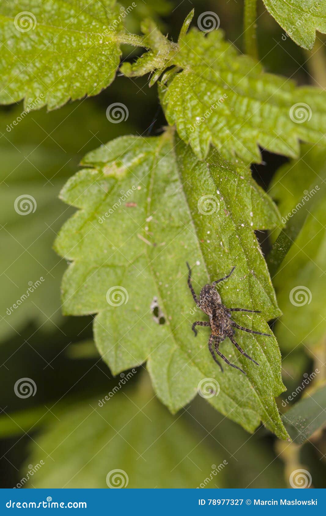 Spider Climbing On Wall. Royalty-Free Stock Image | CartoonDealer.com ...