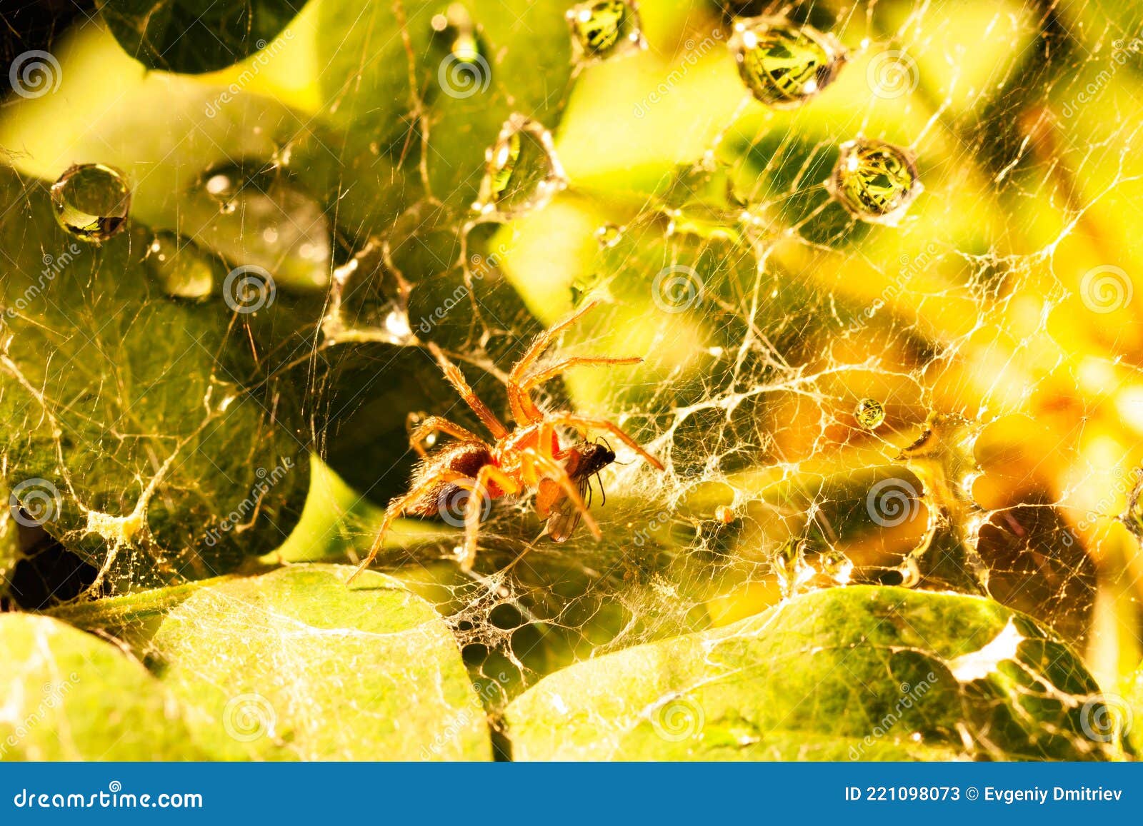 A Small Spider in a Cobweb in Green Foliage. Raindrops Stock Image ...