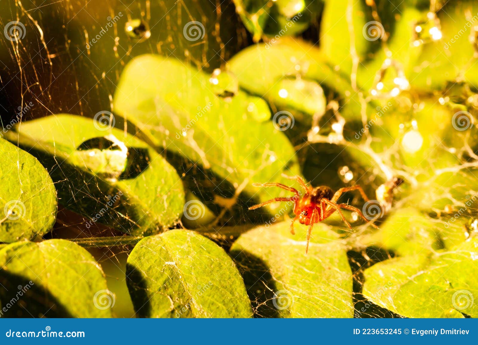 A Small Spider in a Cobweb in Green Foliage. Raindrops Stock Image ...