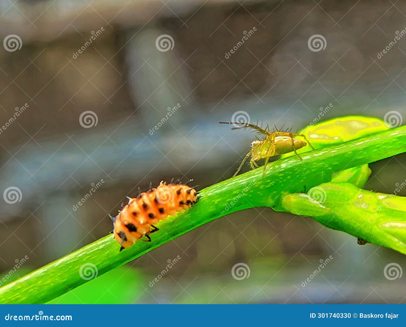 Small Spider Confronts Pupa Larvae Stock Photo - Image of spider ...