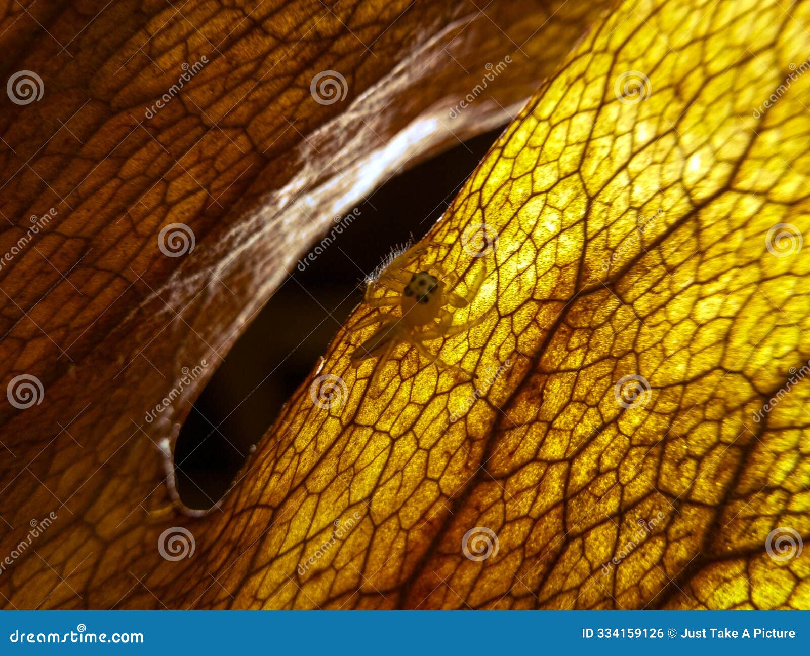 Spider Texture Royalty-Free Stock Image | CartoonDealer.com #146790100