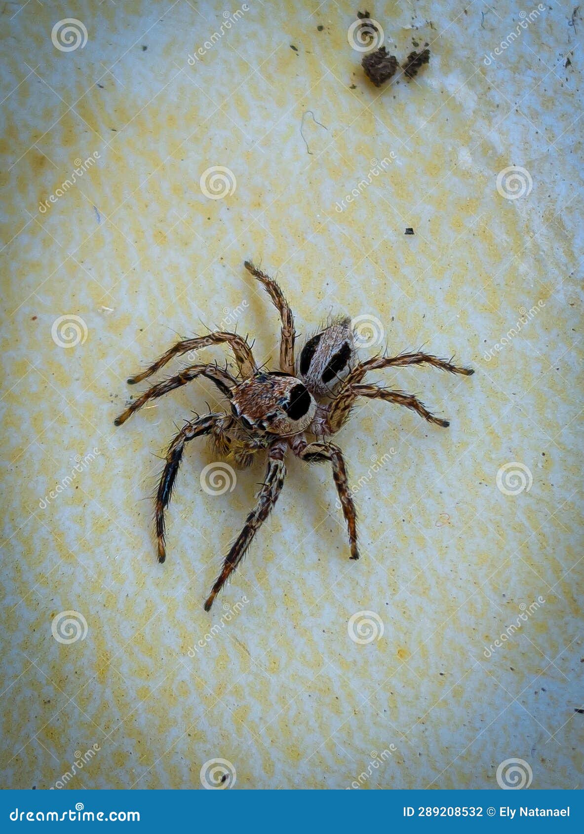 Small spider on the floor stock photo. Image of insect - 289208532