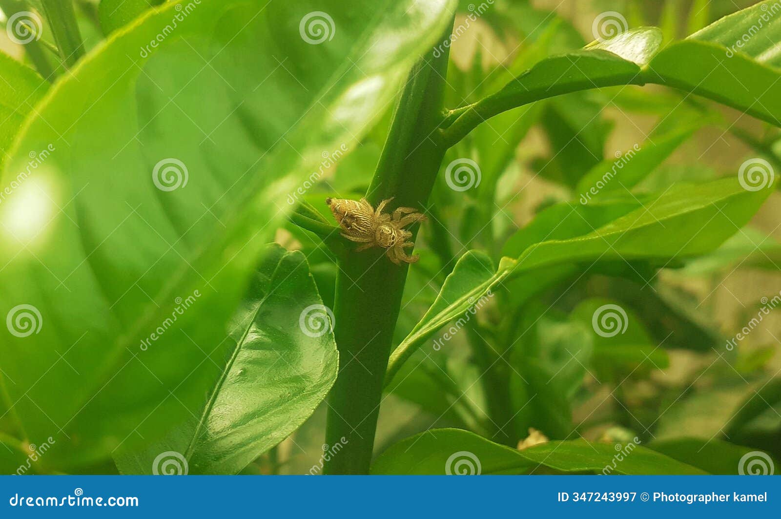 A Small Spider Weaving A Web To Trap Insects Royalty-Free Stock ...