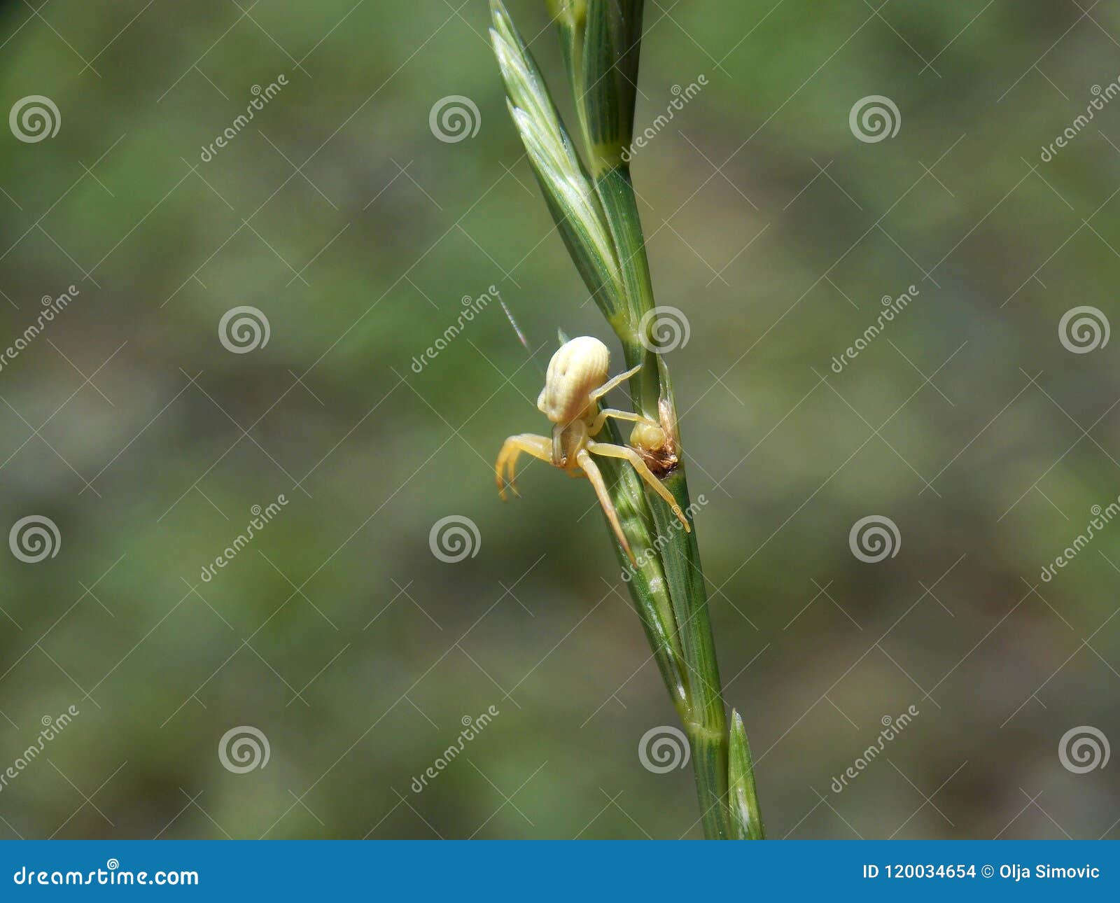 Small spider on the grass stock photo. Image of small - 120034654