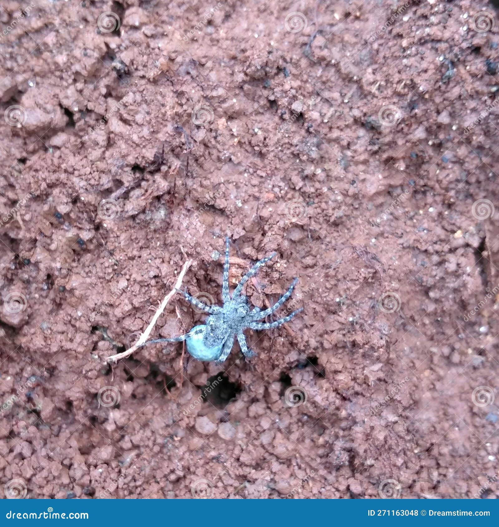 Small spider on the ground stock photo. Image of ground - 271163048
