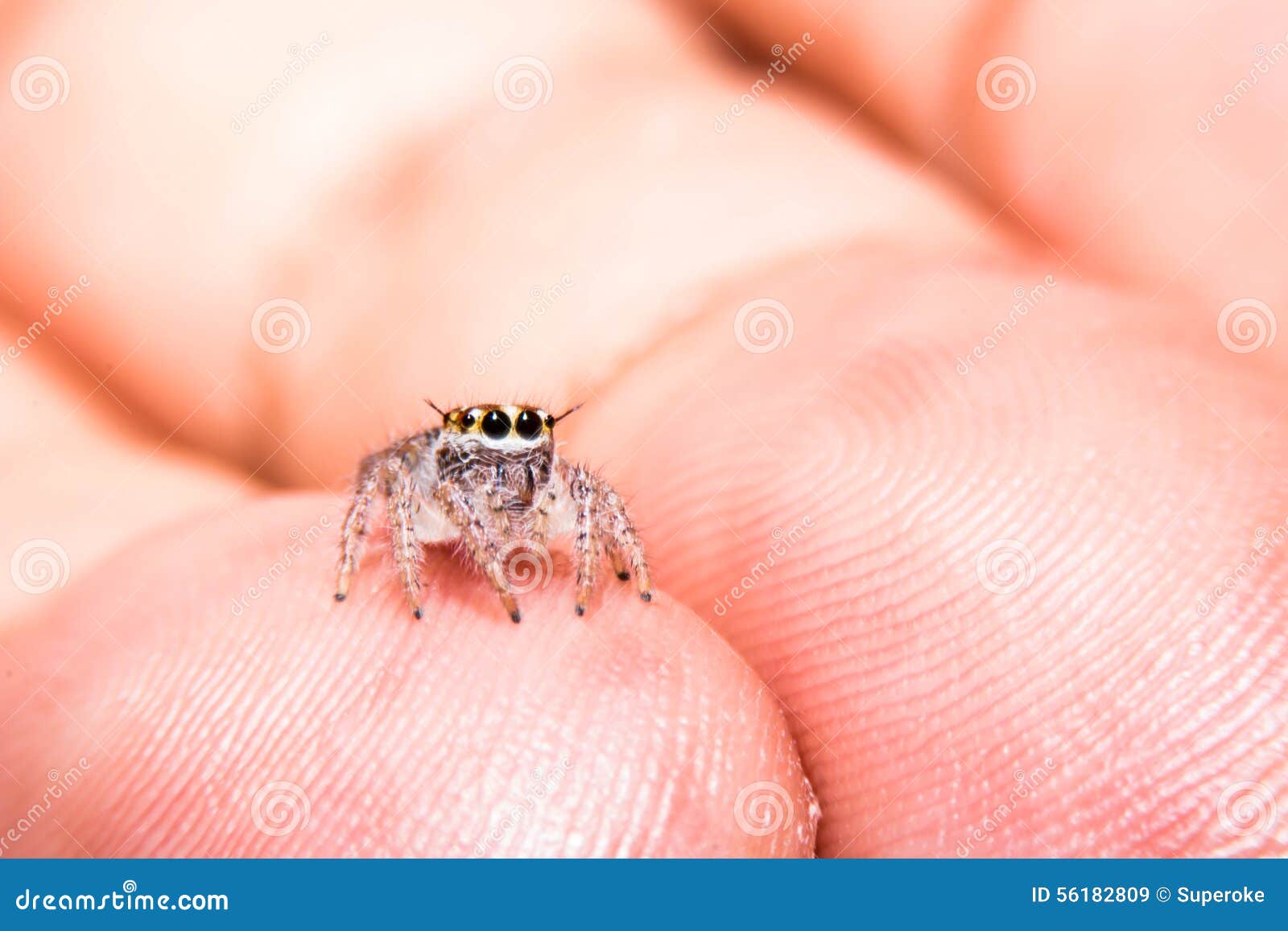 The Smallest Spider In The World
