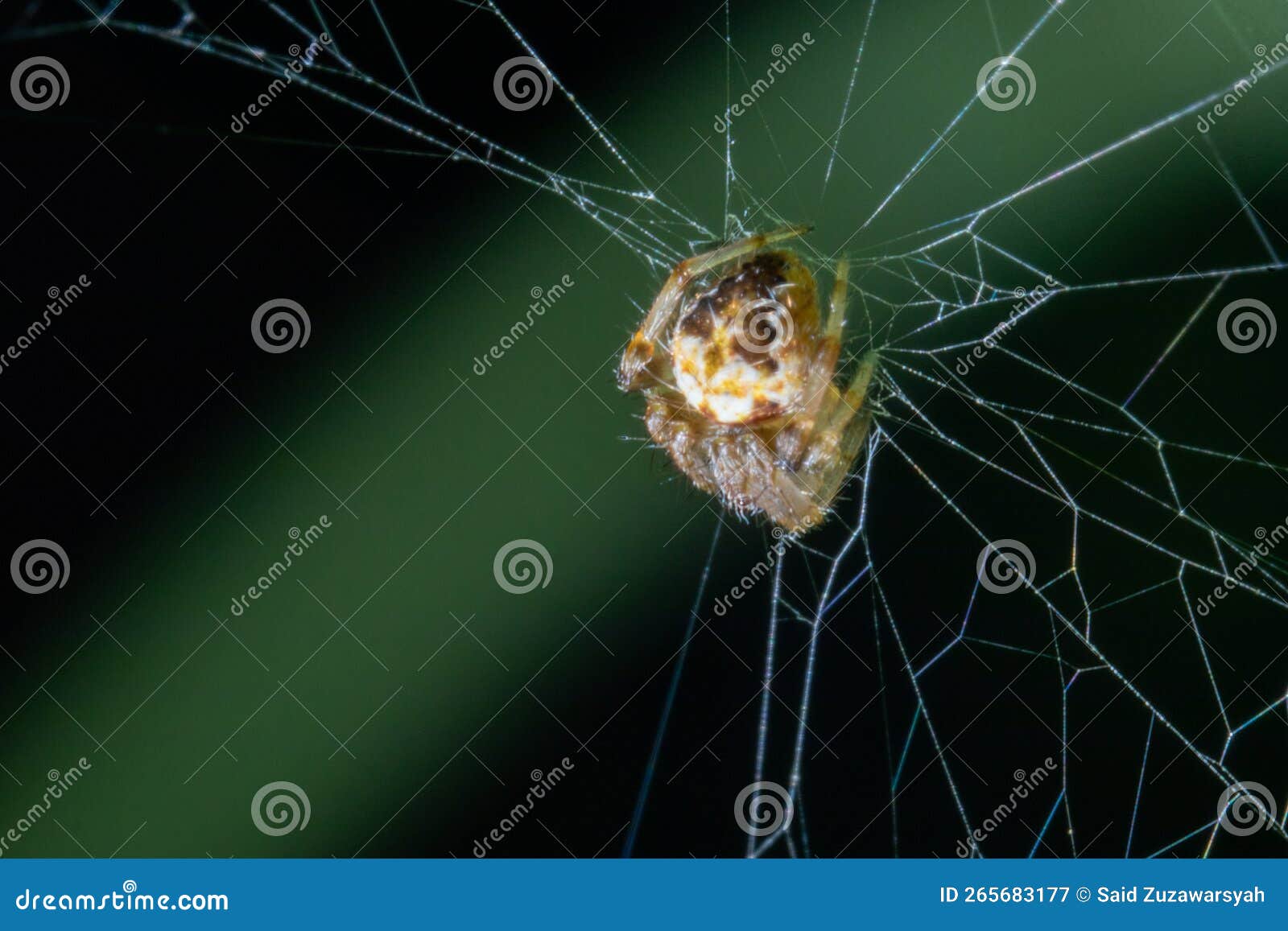 A Small Spider Hanging on Its Web Stock Image - Image of small, back ...