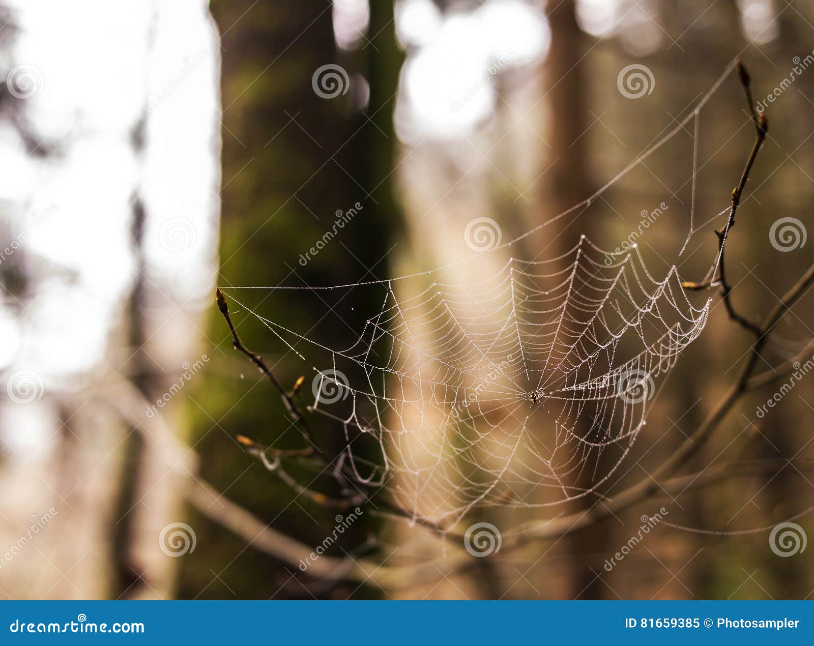 Small spider on his web stock image. Image of insect - 81659385
