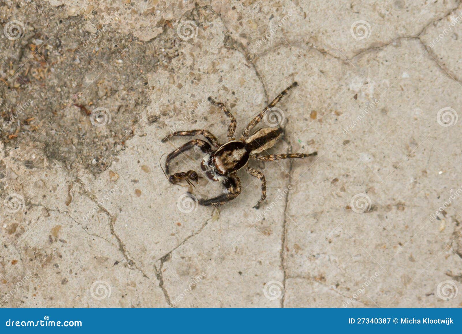 Small spider hunting stock image. Image of colorful, beauty - 27340387