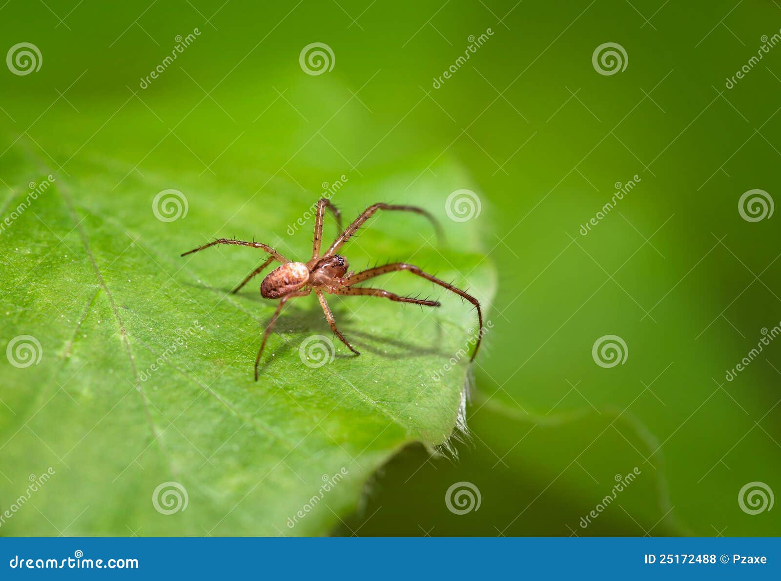 Small spider hunts stock photo. Image of animal, foliage - 25172488