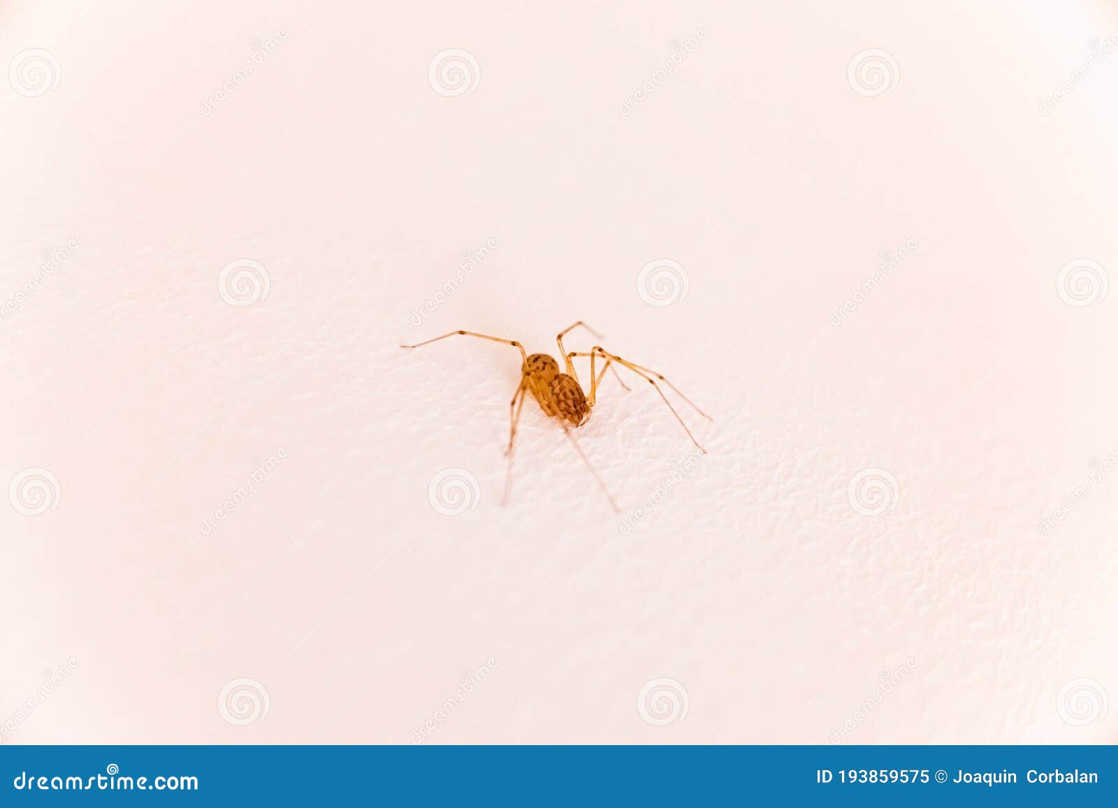 Small Spider Inside House, Isolated on a White Wall Stock Image - Image ...