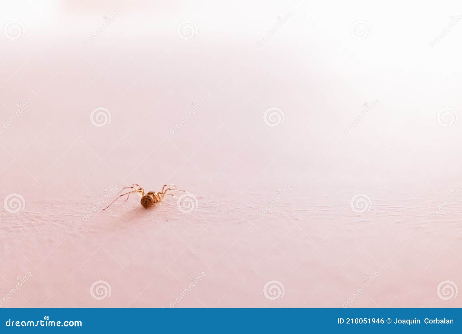 Small Spider Inside House, Isolated on a White Wall Stock Photo - Image ...