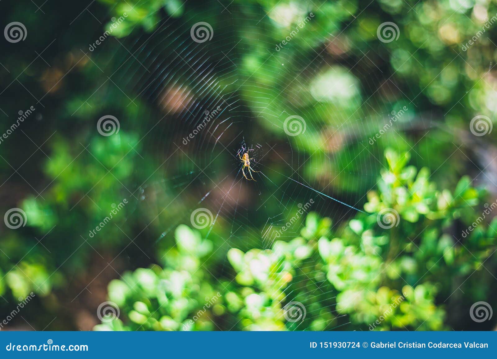 Small Spider on Its Spider Web with Blurred Green Leaves on the ...