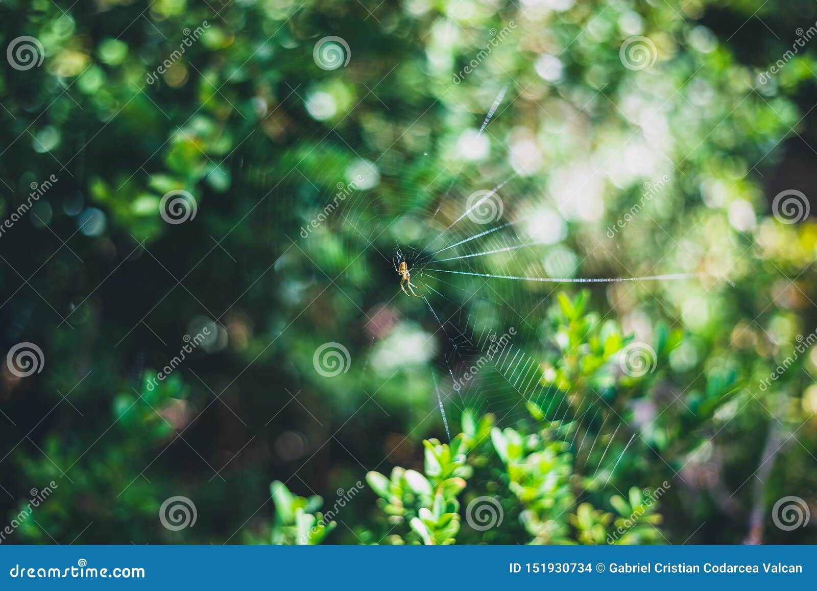 Small Spider on Its Spider Web with Blurred Green Leaves on the ...