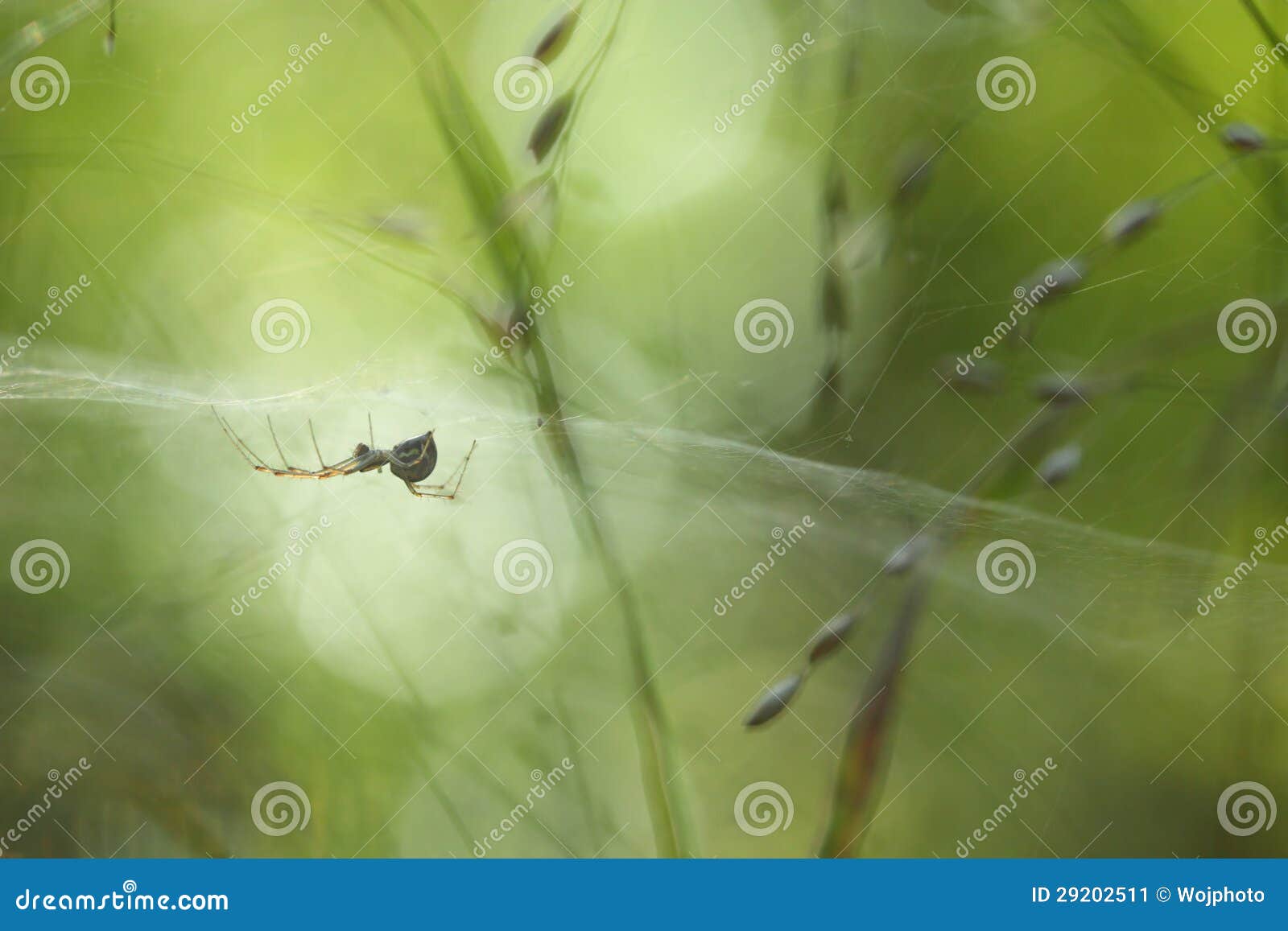 A Small Spider Weaving A Web To Trap Insects Royalty-Free Stock ...