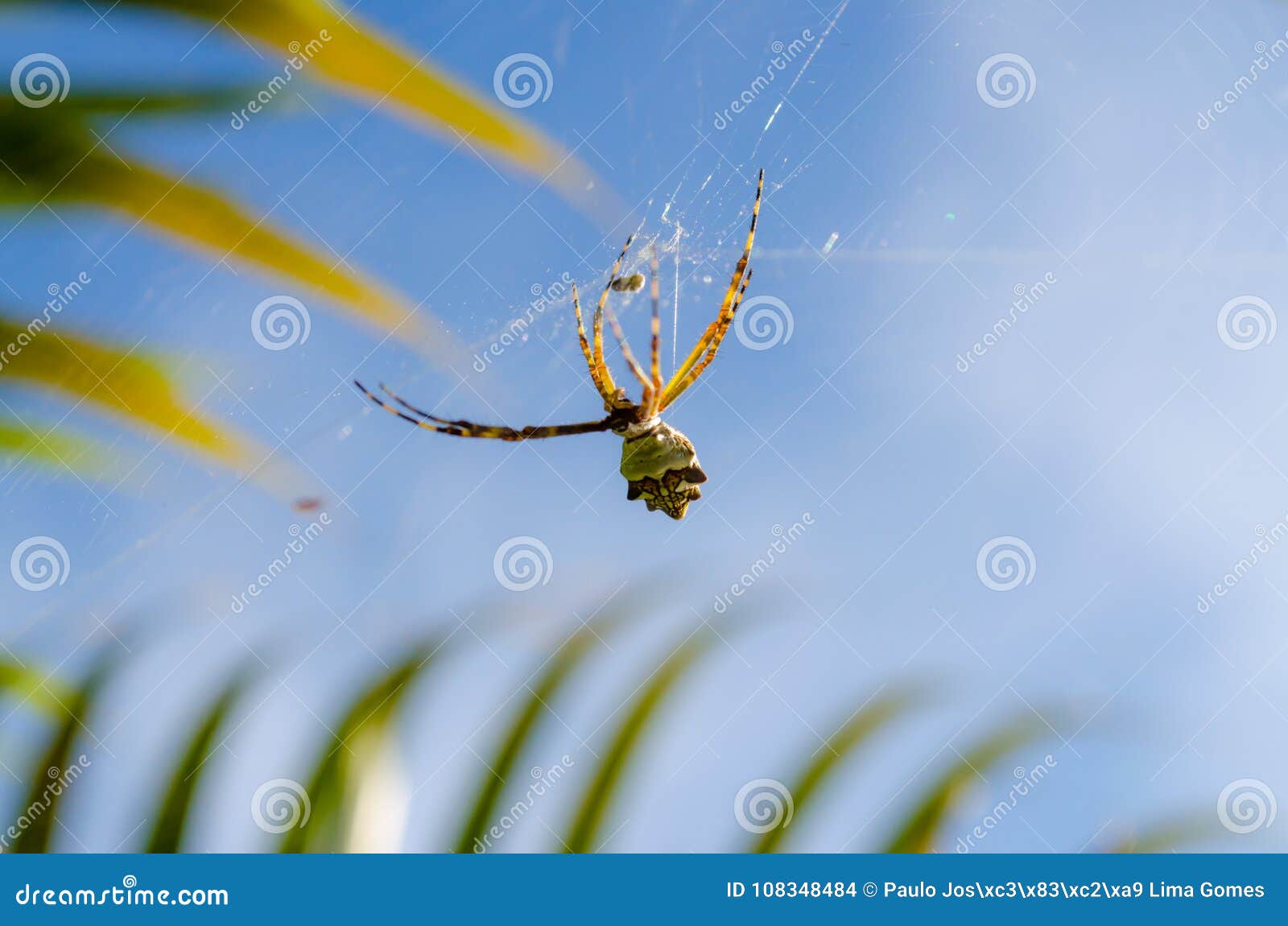 A Small Spider in Its Web with a Blue Sky in the Background Stock Photo ...