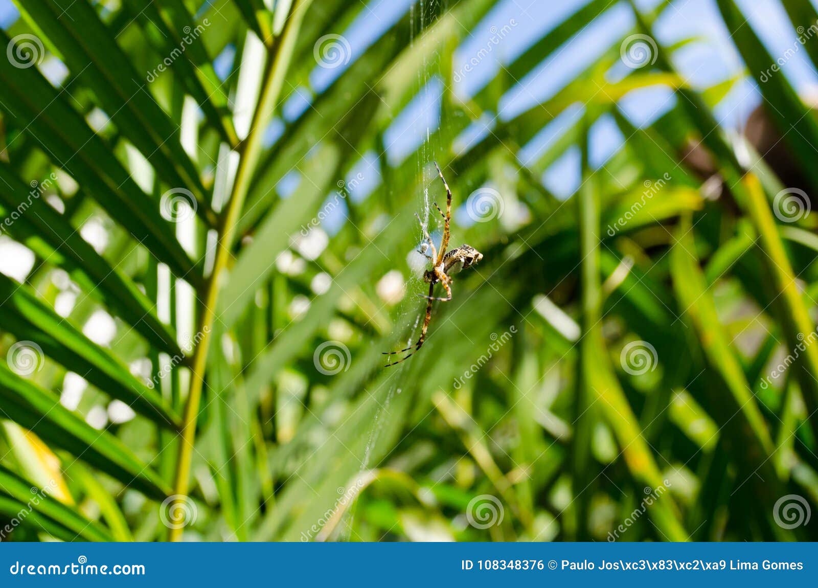 A Small Spider in Its Web with Palm Leaves in the Background, Stock ...