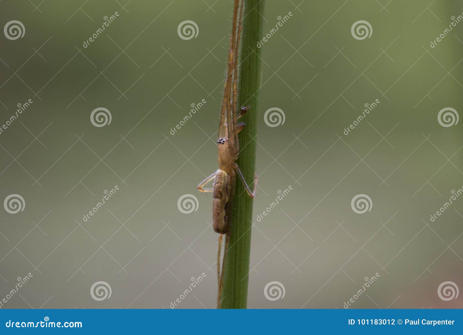 Small Spider with Long Legs Resting on Reed Stock Photo - Image of eyes ...