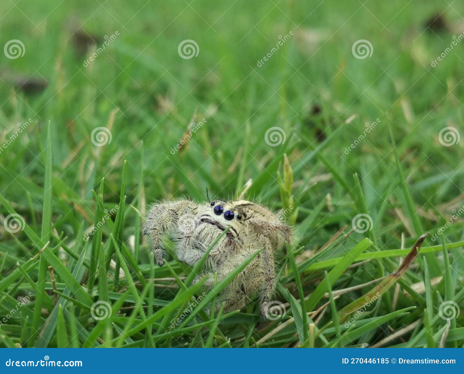 Small Spider Lost in the Grass Stock Image - Image of wildflower ...