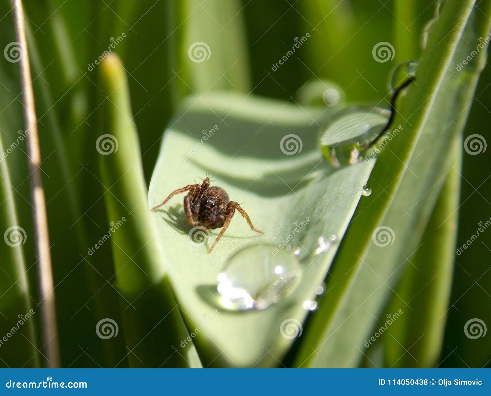 Small Spider in the Rain Drop List Stock Photo - Image of drop, spider ...