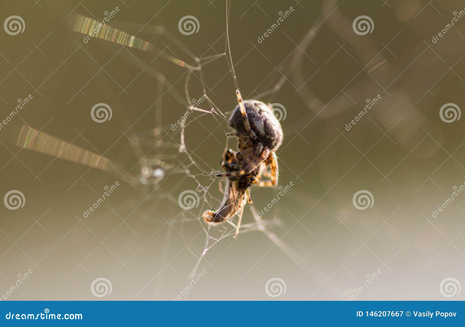 A Small Spider Sits in the Center of Its Web Stock Image - Image of ...