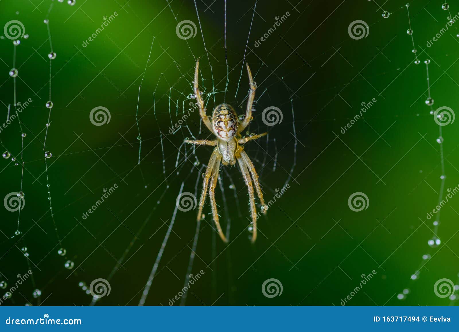 Small Spider Sits on His Cobweb. Stock Photo - Image of arachnid ...