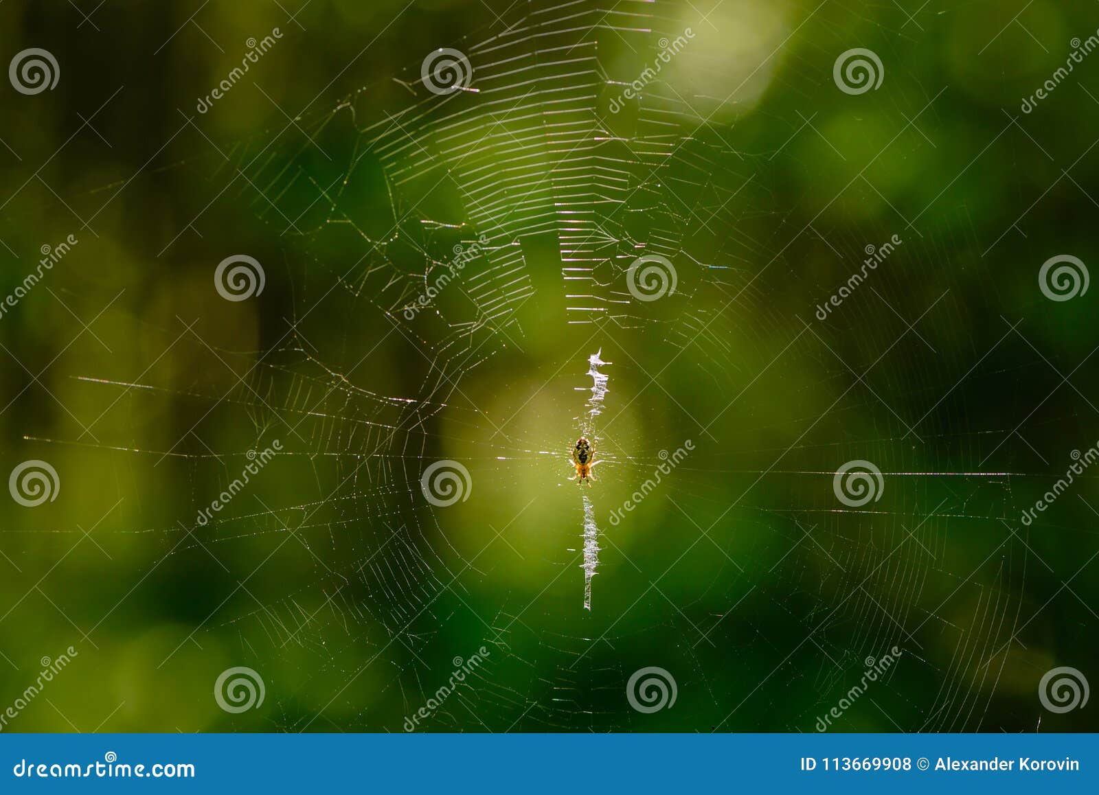 Small Spider is Sitting in the Center of Its Web Stock Photo - Image of ...