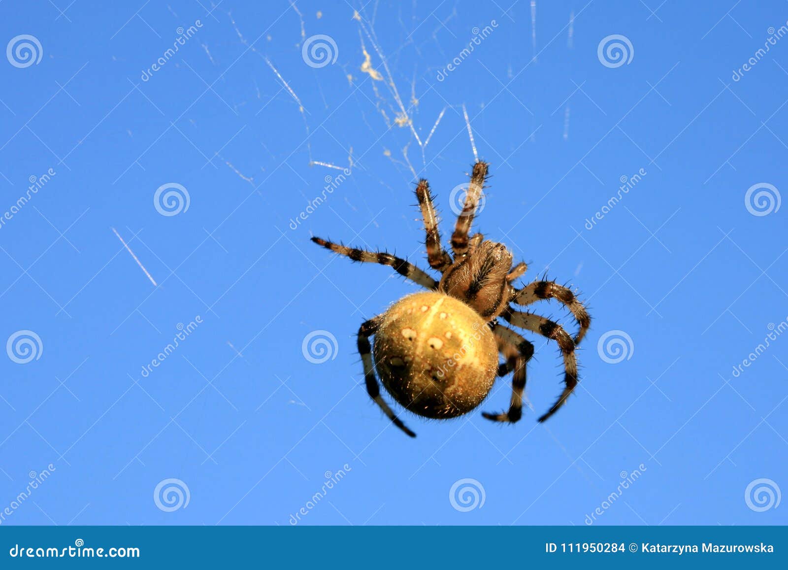 A Small Spider Weaving A Web To Trap Insects Royalty-Free Stock ...