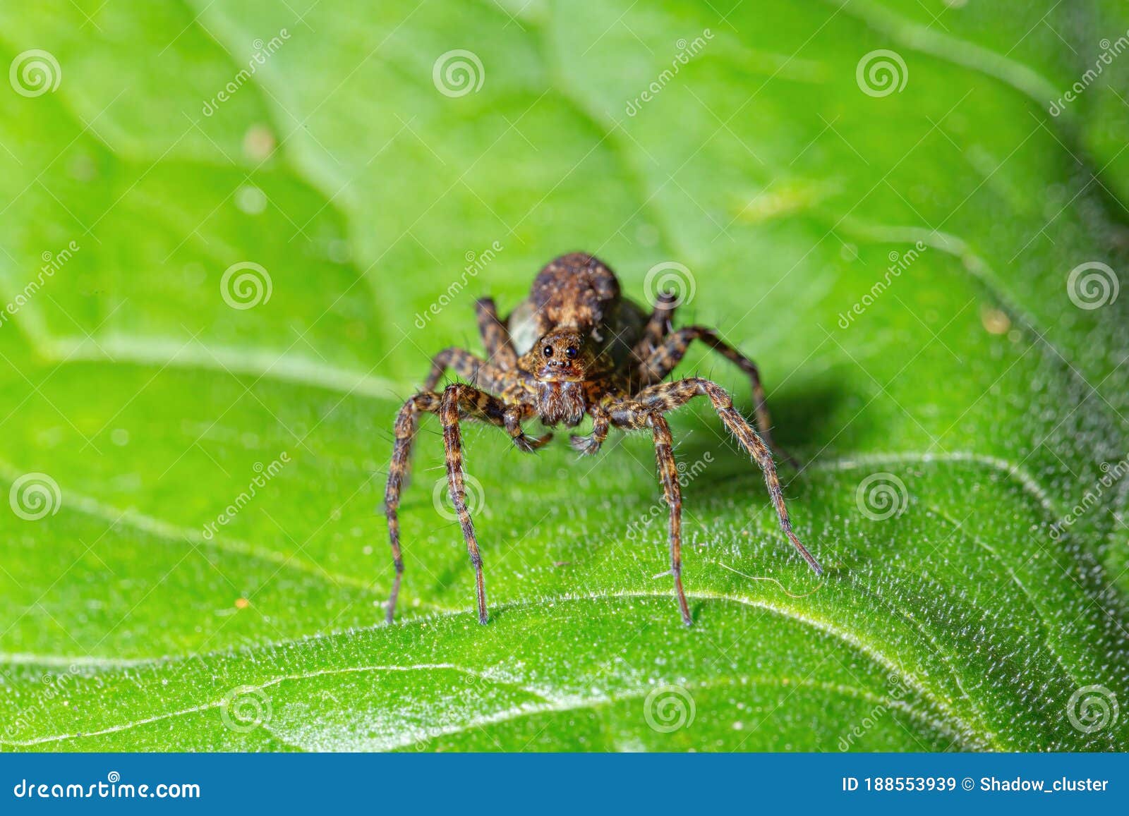 Small Spider Sitting on a Green Leaf Stock Image - Image of background ...