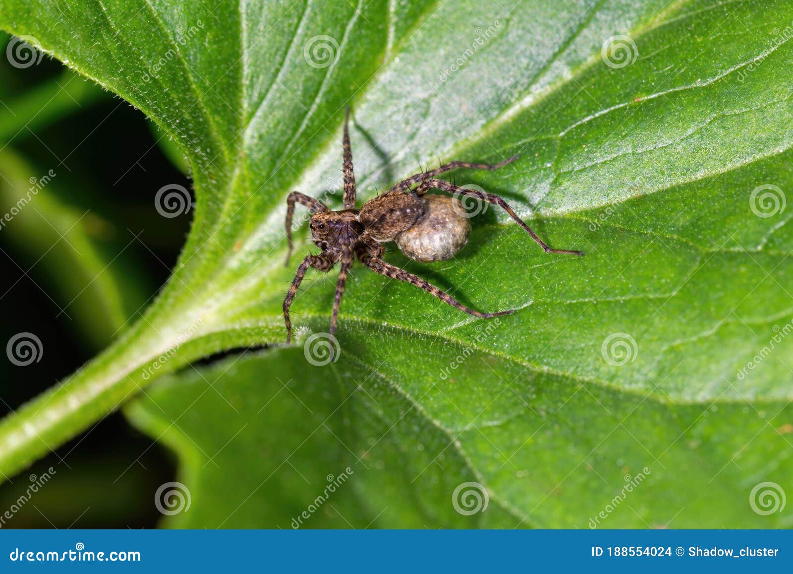 Small Spider Sitting on a Green Leaf Stock Photo - Image of fear ...