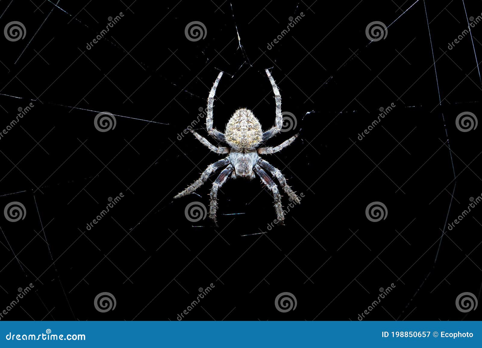 Spider Sitting in Its Web at Night Stock Image - Image of closeup ...