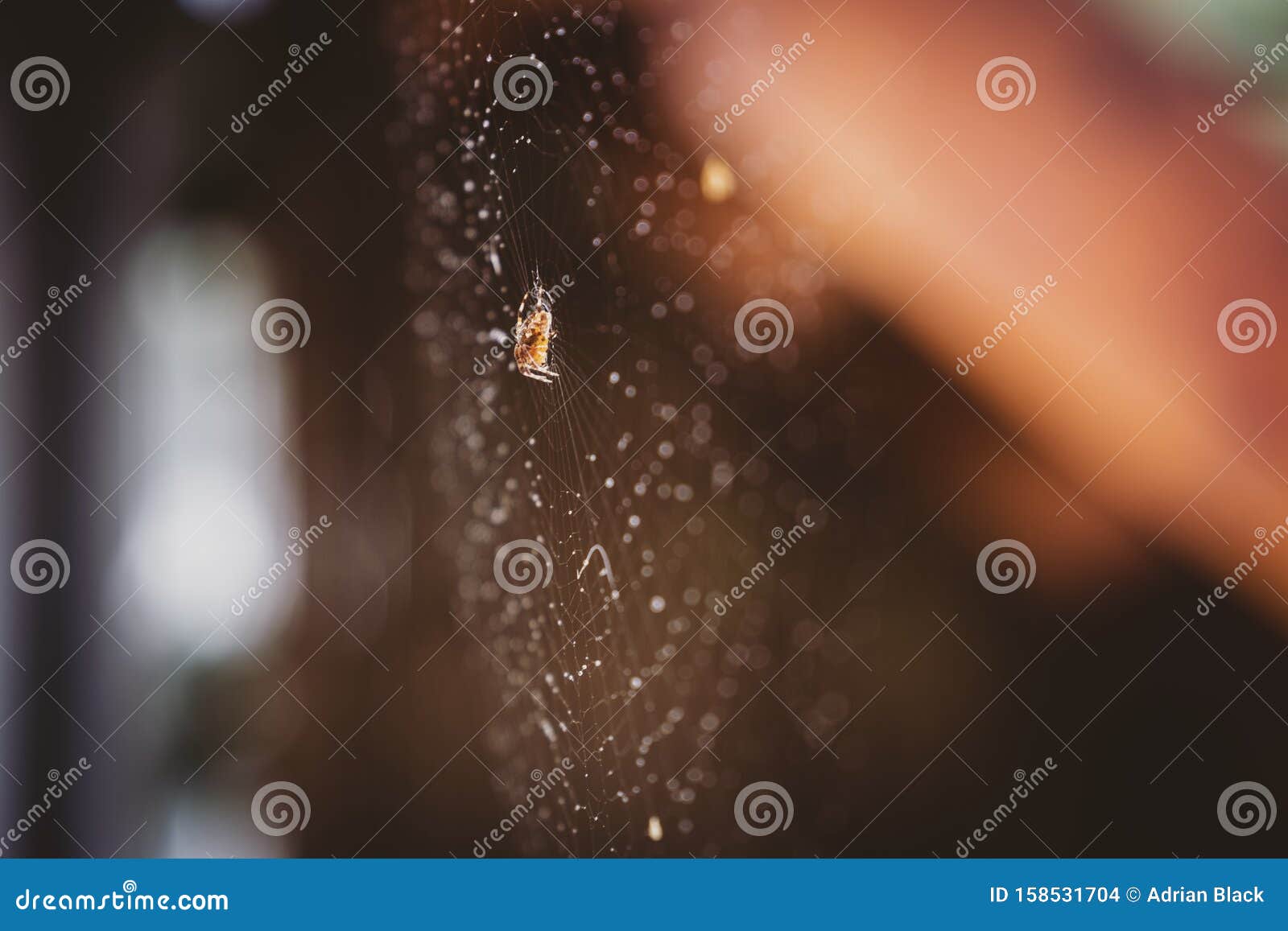 Small Spider on Spider Web. Stock Photo - Image of garden, small: 158531704